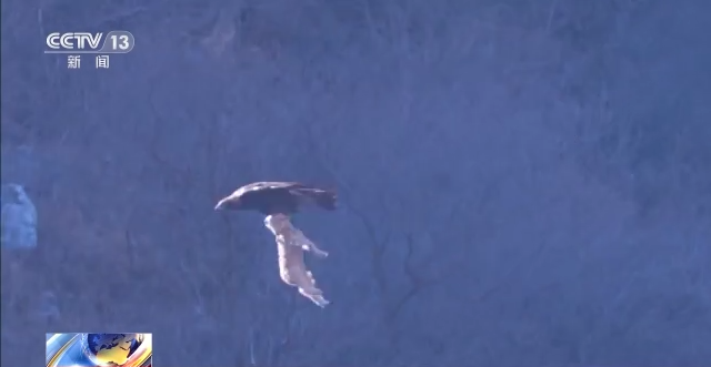 “猛禽之王”金雕扎堆在北京“过年” 上演空中抓羊精彩瞬间 - 北京事儿 - 新湖南