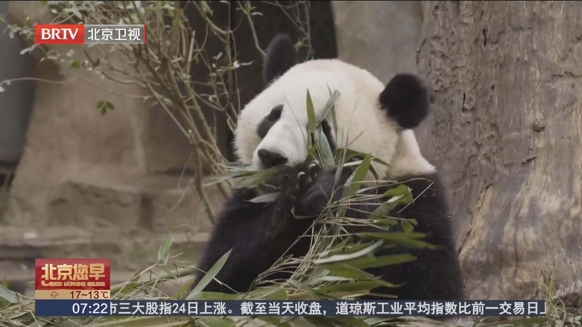 大熊猫驾到！住进西班牙“新家”_北京时间