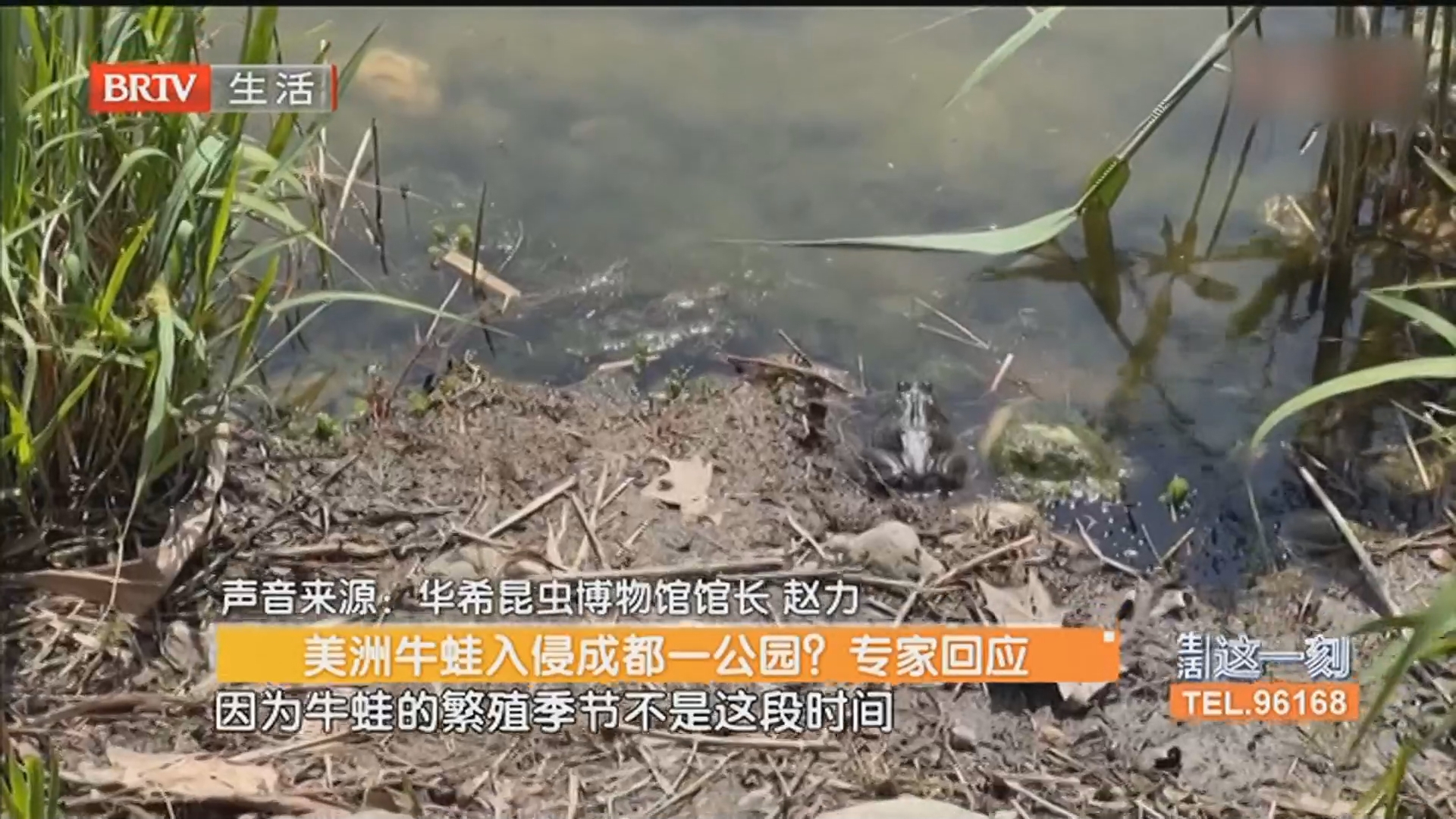 美洲牛蛙入侵成都一公园？专家回应_北京时间